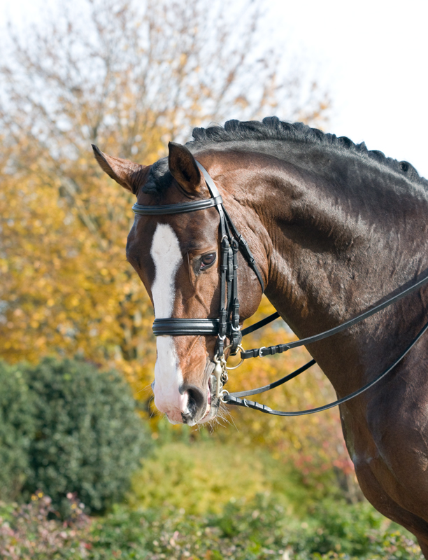 Stallions « Alverose